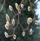 Xin Yi (Hua) 辛夷花 Flos Magnoliae - Bodycrafters