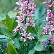 Bai Xian Pi 白 鮮 皮 Cortex Dictamni Radicis - Bodycrafters Supplement ...