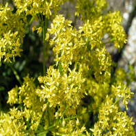 Da Qing Ye 大青葉 Folium Isatidis - Bodycrafters