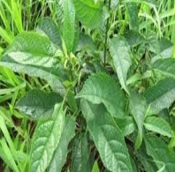 Da Qing Ye 大青葉 Folium Isatidis - Bodycrafters