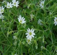 Yin Chai Hu 銀柴胡 Radix Stellariae - Bodycrafters Supplement & Clinic