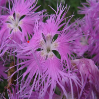 Qu Mai 瞿麥 Herba Dianthi - Bodycrafters Supplement & Clinic