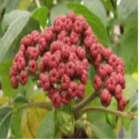 Wu Zhu Yu 吳茱萸 Fructus Evodiae - Bodycrafters Supplement & Clinic